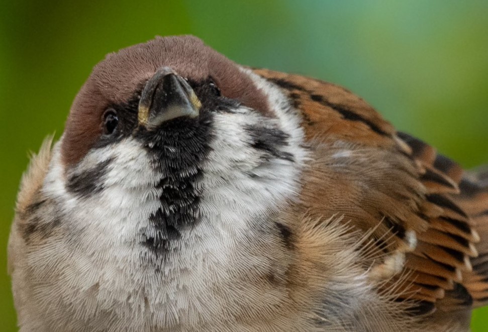 【鳥連載】暖冬では希少？ 冬の風物詩モッフモフの“ふくらスズメ”「胸元のフワフワがたまらん」｜eltha（エルザ） | Cheriee NEWS